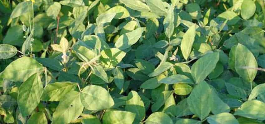 Laredo Forage Type Soybean – “Hay Bean” – Nixa Seed