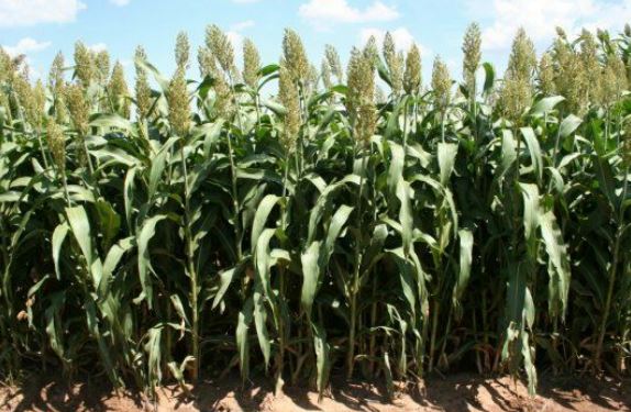 Silomax BMR II – Hybrid Forage Sorghum – Nixa Seed
